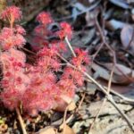 Perth: Abyssinia Rock Hiking Experience - What You’ll Experience on the Trail