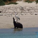 Perth: Dolphin, Sealion & Wildlife Cruise with Lunch - Authentic Insights from Travelers