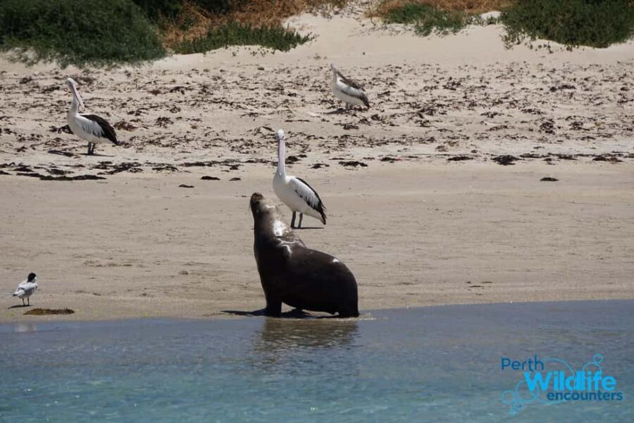 Perth: Dolphin, Sealion & Wildlife Cruise with Lunch - Authentic Insights from Travelers