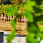 Perth: Pinnacles and Swan Valley Wine Day Tour with Lunch - Scenic Drive Through Yanchep National Park