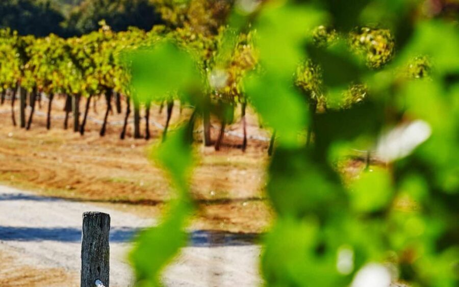 Perth: Pinnacles and Swan Valley Wine Day Tour with Lunch - Scenic Drive Through Yanchep National Park