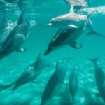 Perth: Swim with Wild Dolphins Tour - What the Reviews Reveal: Authentic Experiences & Practicalities