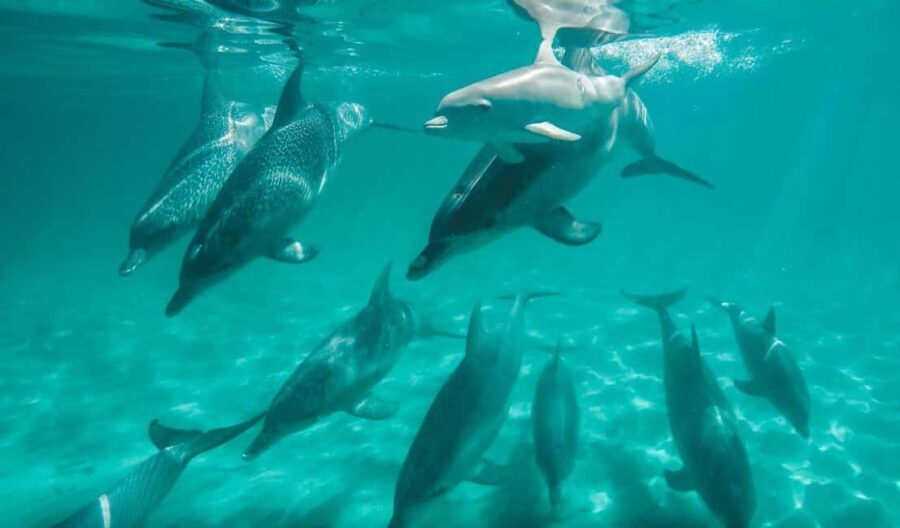 Perth: Swim with Wild Dolphins Tour - What the Reviews Reveal: Authentic Experiences & Practicalities