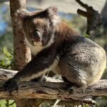 Perth: WA Wildlife Hospital and Native Fauna Encounter Tour - Who Will Love This Tour?