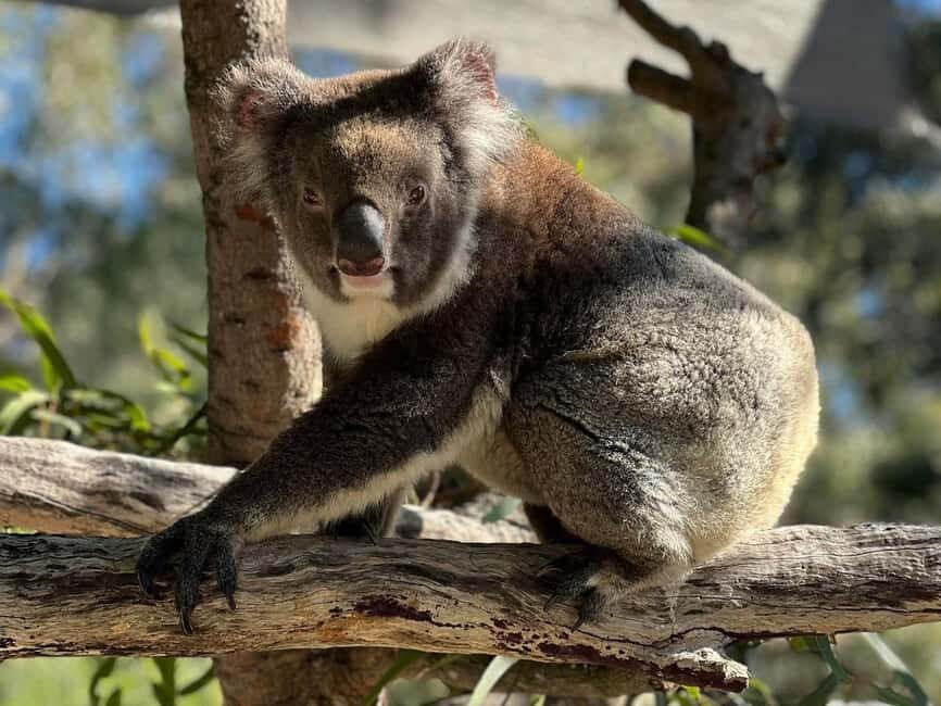 Perth: WA Wildlife Hospital and Native Fauna Encounter Tour - Who Will Love This Tour?