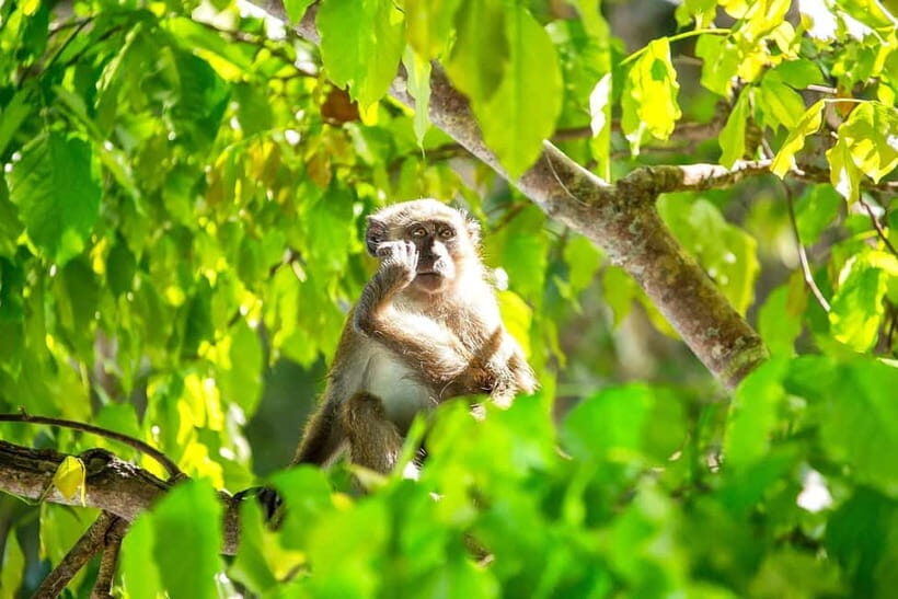 Phi Phi, Maya, Khai Island: Snorkeling Day Trip from Phuket - What Makes This Tour Stand Out?