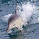 Philip Island: Dolphin and Whale Cruise - What Makes the Experience Stand Out?
