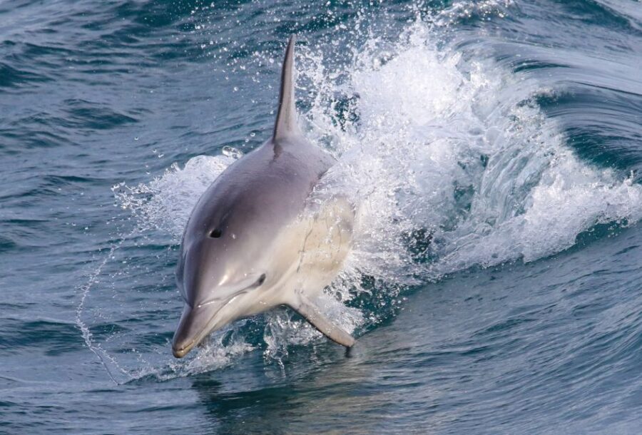 Philip Island: Dolphin and Whale Cruise - What Makes the Experience Stand Out?