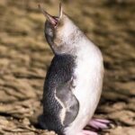 Philip Island express tour: penguin prd & wallaby spotting - Who Would Love This Tour?