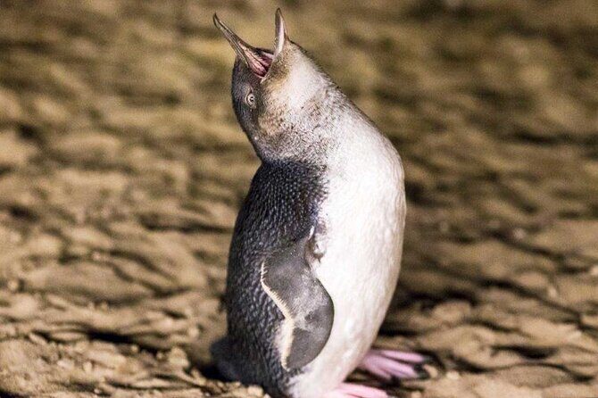 Philip Island express tour: penguin prd & wallaby spotting - Who Would Love This Tour?
