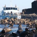 Philip Island: Seal Watching Cruise - The Sum Up: Why You Should Consider This Seal Watching Cruise