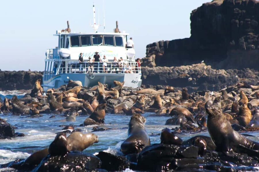 Philip Island: Seal Watching Cruise - The Sum Up: Why You Should Consider This Seal Watching Cruise