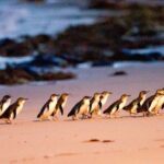 Phillip Island Departure Penguin Parade Tour with Winery Feast - Practical Details and What You Should Know