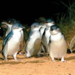Phillip Island Penguin and wildlife Tour - Visiting The Nobbies Centre