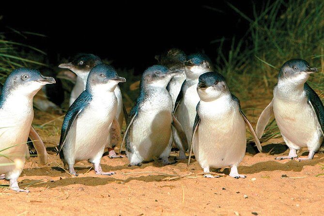 Phillip Island Penguin and wildlife Tour - Visiting The Nobbies Centre