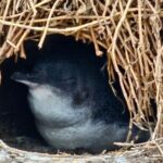 Phillip Island & Penguin Parade Afternoon Eco Tour from Melbourne - Considerations and Tips for Travelers
