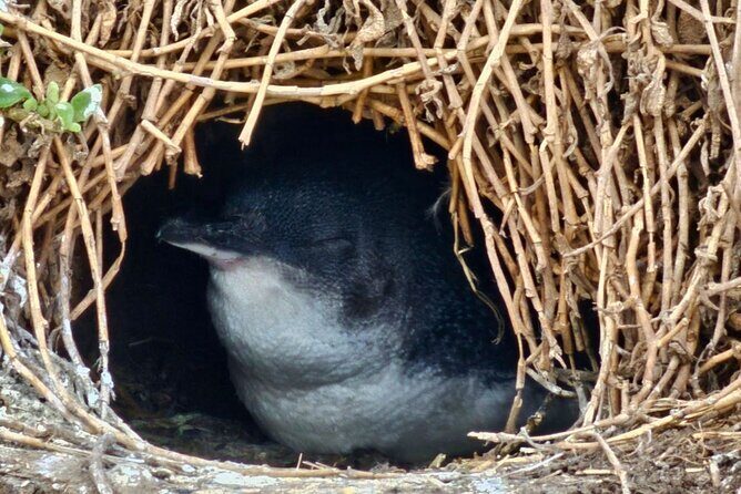 Phillip Island & Penguin Parade Afternoon Eco Tour from Melbourne - Considerations and Tips for Travelers
