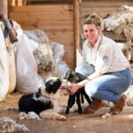 Phillip Island Penguin Parade and Churchill Island Farm Bus Tour - The Value and Practicalities