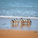 Phillip Island: Penguin Parade and Multi Attraction Pass - What the Experience Feels Like