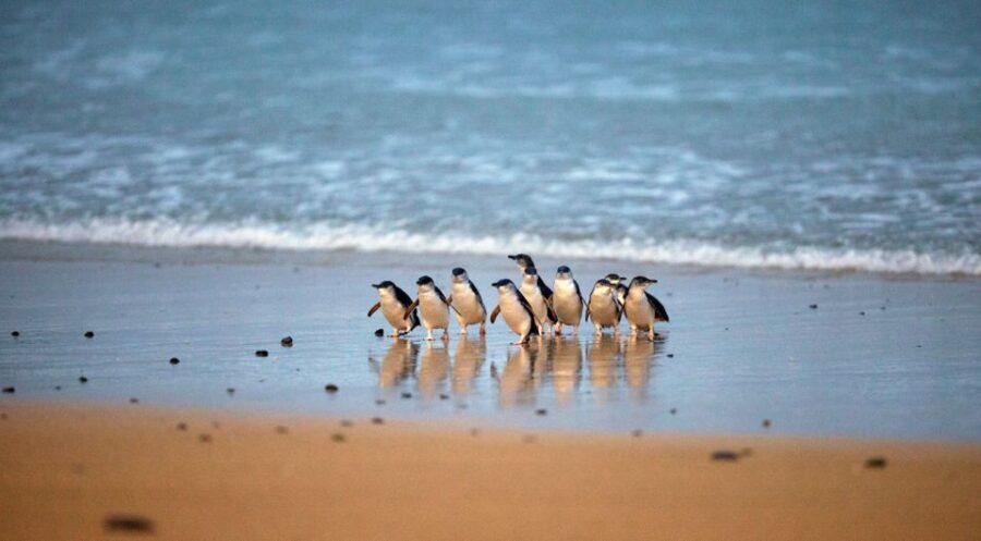 Phillip Island: Penguin Parade and Multi Attraction Pass - What the Experience Feels Like