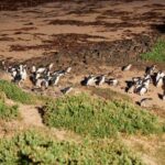 Phillip Island Penguin Parade Day Tour from Melbourne - First Stop: Maru Koala and Animal Park