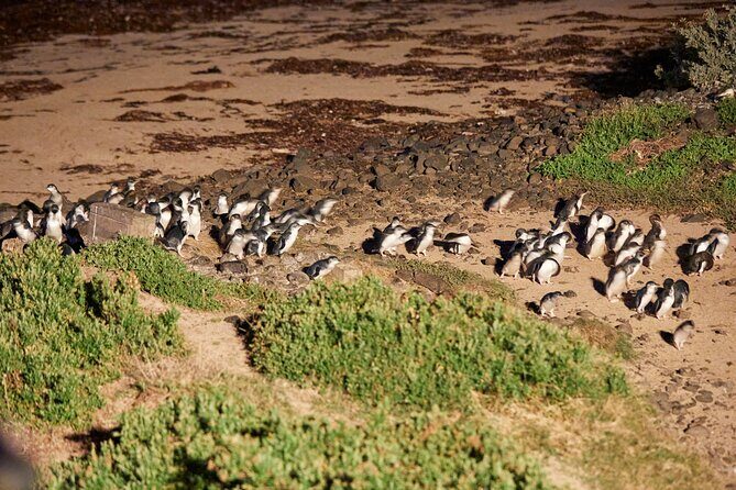 Phillip Island Penguin Parade Day Tour from Melbourne - First Stop: Maru Koala and Animal Park