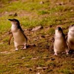 Phillip Island Penguin Parade Express Tour from Melbourne - Who Would Love This Tour?
