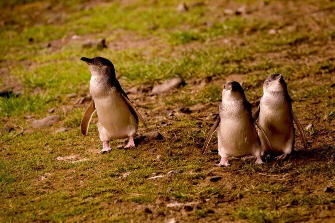 Phillip Island Penguin Parade Express Tour from Melbourne - Who Would Love This Tour?