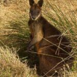 Phillip Island Penguin Parade Private Tour - FAQs