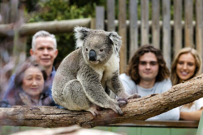 Phillip Island Penguin Parade, Wildlife and Beach Boxes Bus Tour - What’s Included and What’s Not