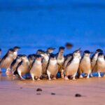 Phillip Island Penguin Parade with Expert Local Guide - Analyzing the Value: What You’re Getting for $110