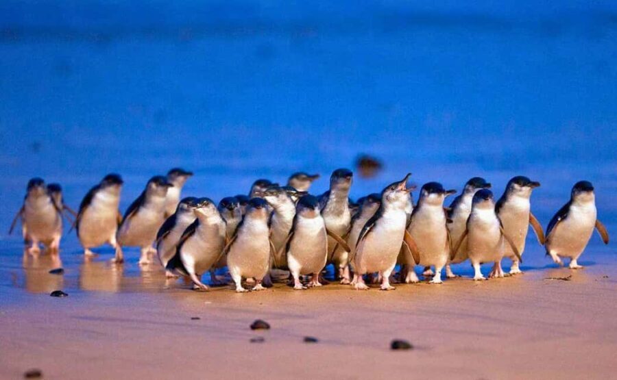 Phillip Island Penguin Parade with Expert Local Guide - Analyzing the Value: What You’re Getting for $110