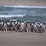 Phillip Island: Penguins and Wildlife Full-Day Tour - A Closer Look at the Itinerary