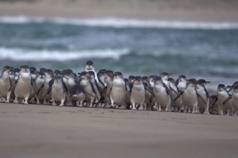 Phillip Island: Penguins and Wildlife Full-Day Tour - A Closer Look at the Itinerary