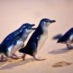 Phillip Island Penguins & Wildlife Day Tour from Melbourne - Moonlit Sanctuary: A Close Encounter with Australian Wildlife