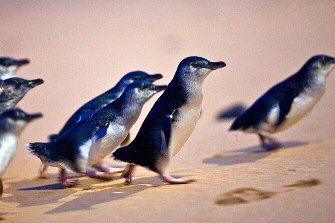 Phillip Island Penguins & Wildlife Day Tour from Melbourne - Moonlit Sanctuary: A Close Encounter with Australian Wildlife