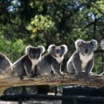 Phillip Island: Private Guided Tour with Penguin Parade - Who is This Tour Best For?