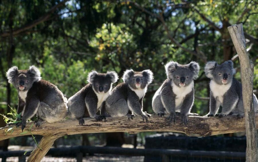 Phillip Island: Private Guided Tour with Penguin Parade - Who is This Tour Best For?