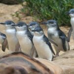 Phillip Island Private Tour Penguins Wildlife and Scenic Views - What’s Included and What’s Not