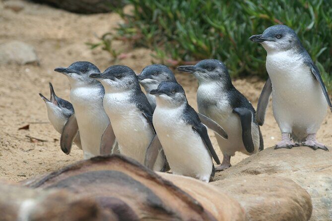 Phillip Island Private Tour Penguins Wildlife and Scenic Views - What’s Included and What’s Not