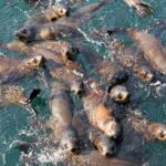 Phillip Island Seal-Watching Cruise - Final Thoughts