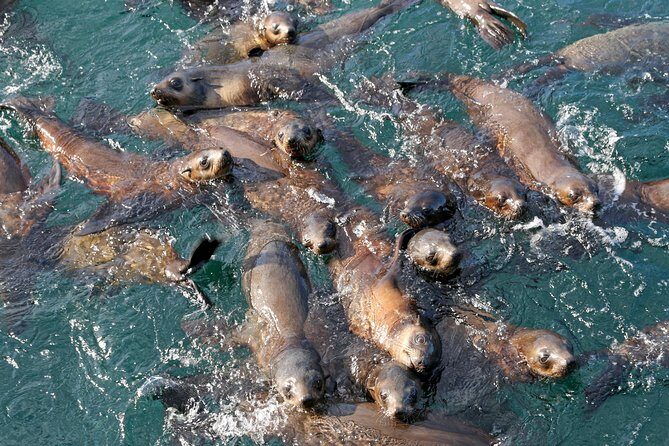 Phillip Island Seal-Watching Cruise - Final Thoughts