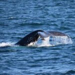 Phillip Island: Whale Watching Boat Tour - Who Should Consider This Tour?