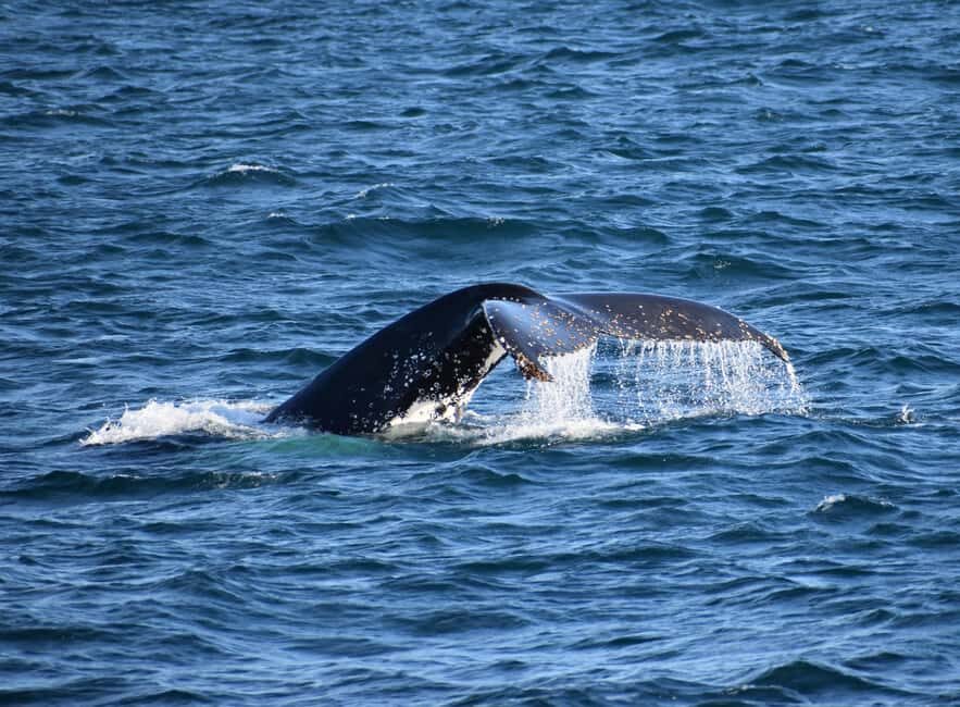 Phillip Island: Whale Watching Boat Tour - Who Should Consider This Tour?