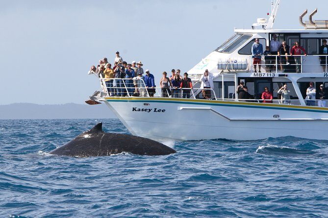 Phillip Island Whale Watching Tour - Who Will Love This Tour?