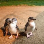 Phillip Island Wildlife Cruise and Penguin Tour from Melbourne - Starting Point and Transportation