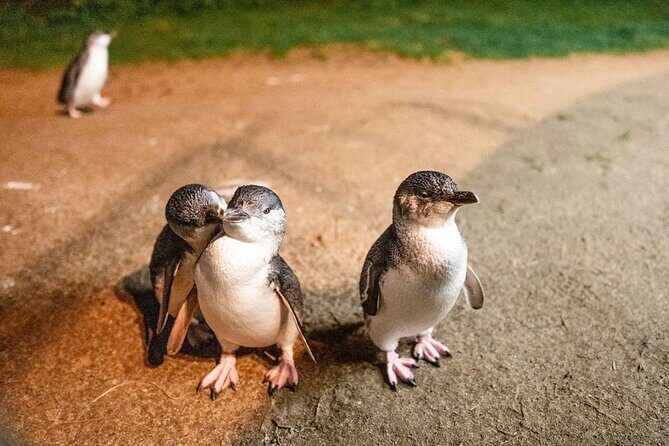 Phillip Island Wildlife Cruise and Penguin Tour from Melbourne - Starting Point and Transportation