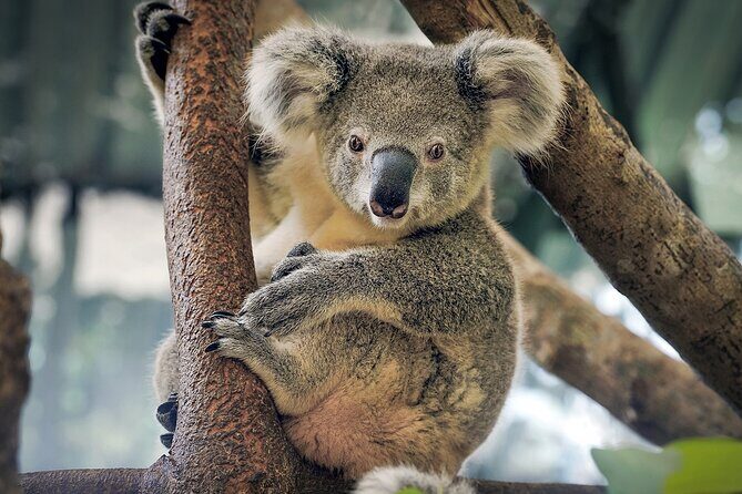 Phillip Island Wildlife Tour: Koalas, Penguins & Coastal Views - Transportation, Timing, and Group Dynamics