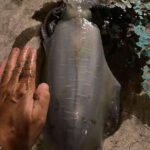 Phu Quoc Island Sunset Dinner Cruise And Squid Fishing Tour - Practical Details and Tips