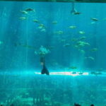 Phu Quoc VinWonders Theme Park And Safari Wildlife Tour - The Sum Up